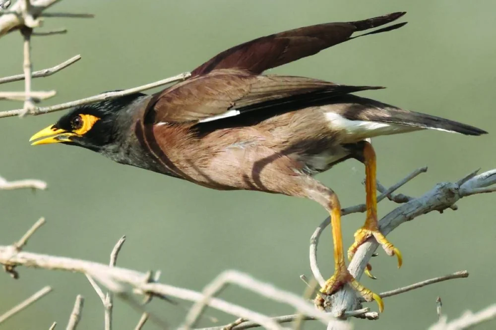 45,000 invasive Myna birds captured - Gulf Times